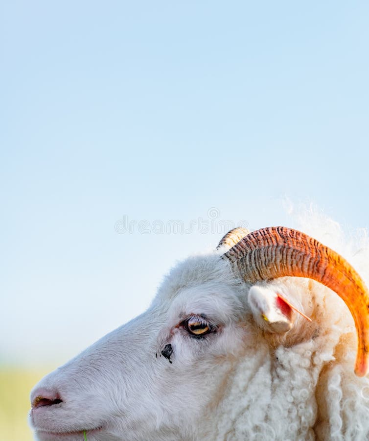 Ram Profile View Under Clear Sky for Text Stock Photo - Image of ...