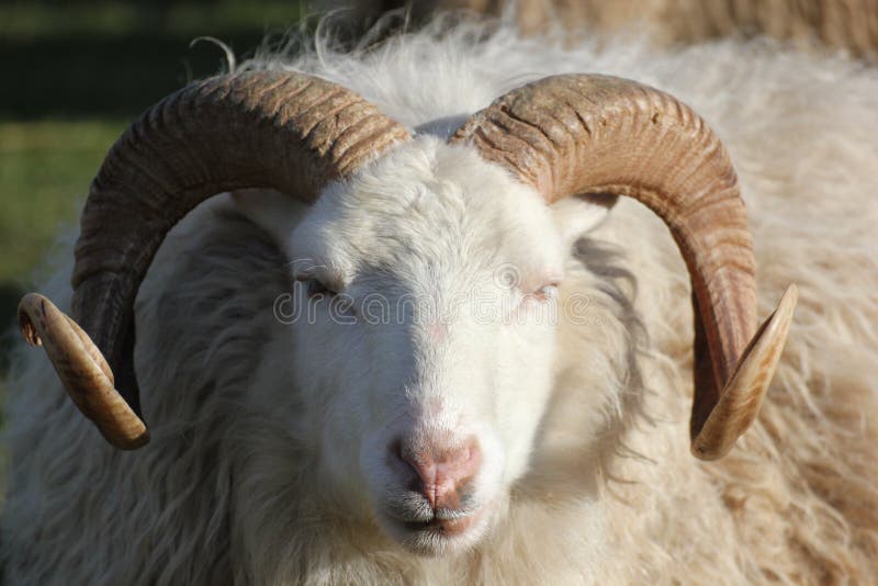 Ram stock photo. Image of front, speed, hoof, majestic - 40290174