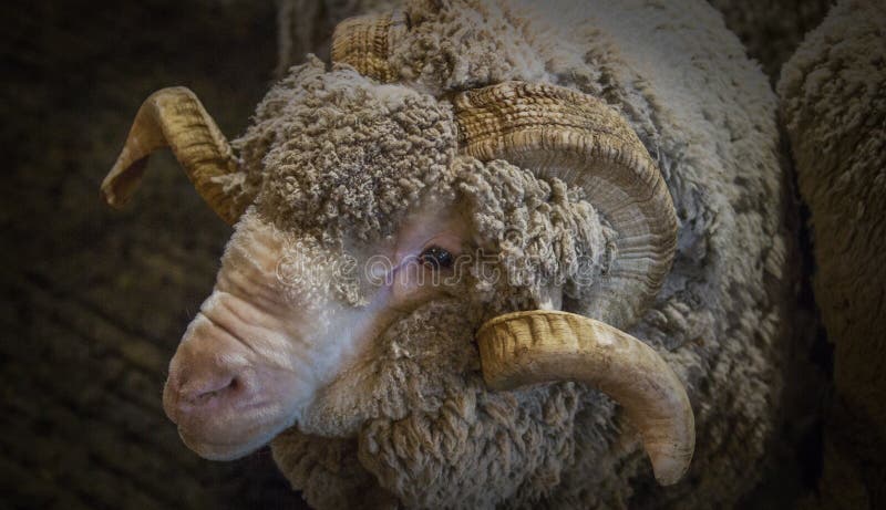 Ram Head Shot merino immagine stock. Immagine di pasci - 78305021