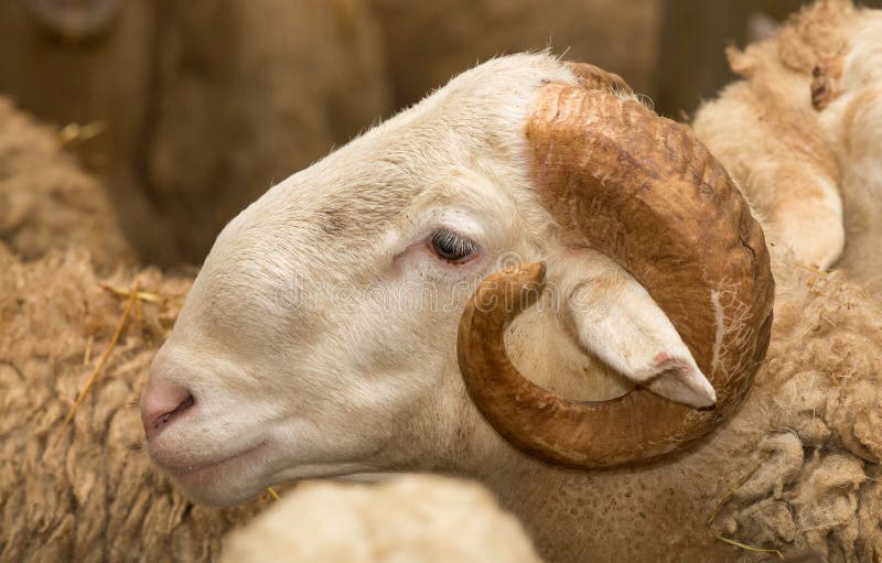 226 Ram Head Side View Stock Photos - Free & Royalty-Free Stock Photos ...