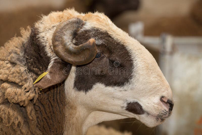 Ram head stock photo. Image of sheep, white, view, male - 35962760