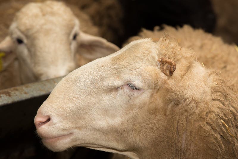 Ram head stock photo. Image of adult, animal, horn, sheep - 36474980