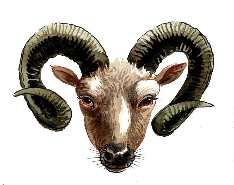 Ram Head. Watercolour Sketch Stock Photo - Image of bovine, horn: 330115728