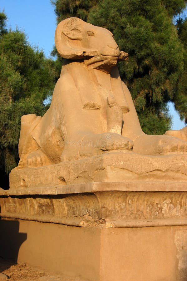 Goat the Dubai Desert stock photo. Image of dubai, landscape - 10384380