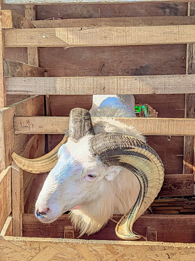 Ram with His Horns on a Sheep Farm Stock Photo - Image of outdoor ...
