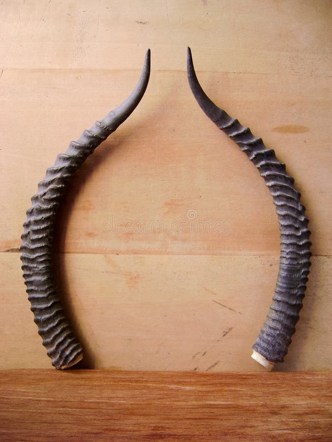 Ram horn stock image. Image of cornucopia, cleat, help - 63104431