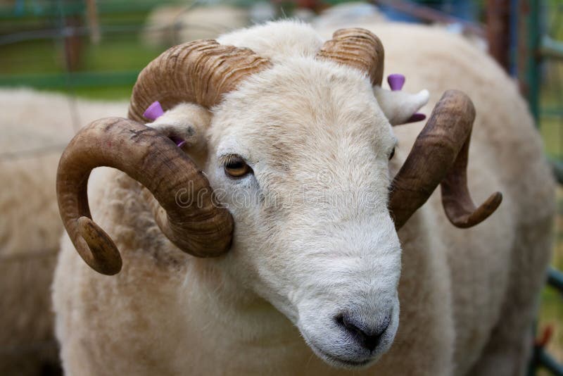 Ram with Horns and Ear Tags Stock Photo - Image of horns, wool: 15848738