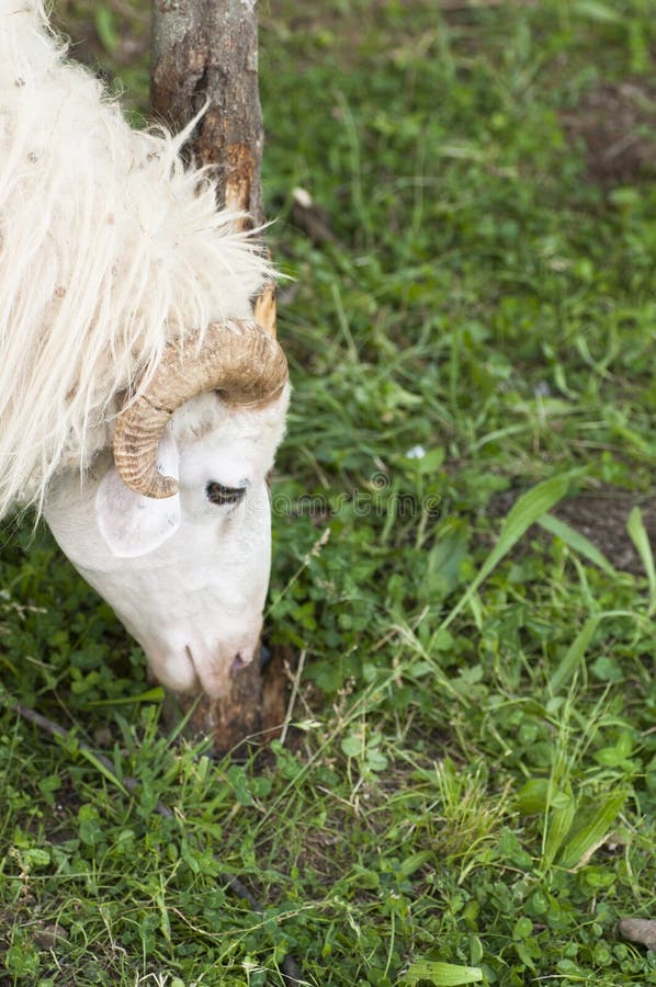 192 Ram Head Side View Stock Photos - Free & Royalty-Free Stock Photos ...