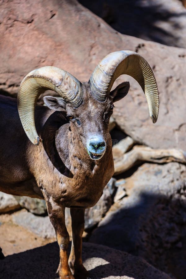 A Ram with Horns is Standing in Front of a Rock Stock Image - Image of ...