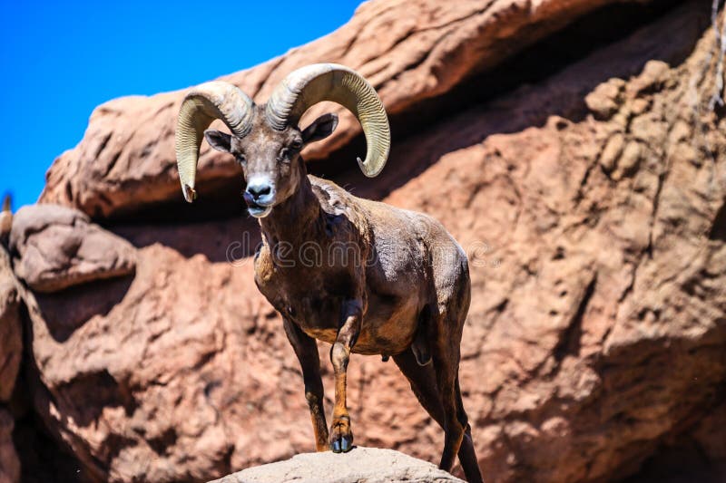A Ram with Horns is Standing on a Rock Stock Image - Image of camera ...