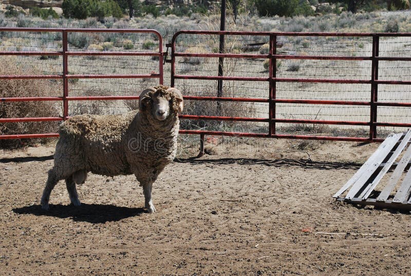 Ram I am stock photo. Image of pasture, grazing, cattle - 288002750