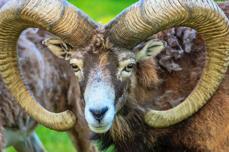 A Ram with a Large Horn is Looking at the Camera Stock Image - Image of ...