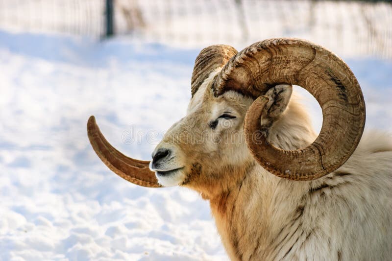 A Ram with Large Horns is Standing in the Snow Stock Photo - Image of ...