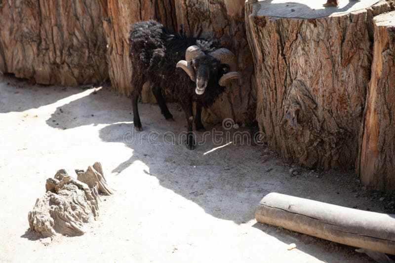 A Ram with Large Horns Stands by a Tree Stock Photo - Image of horned ...