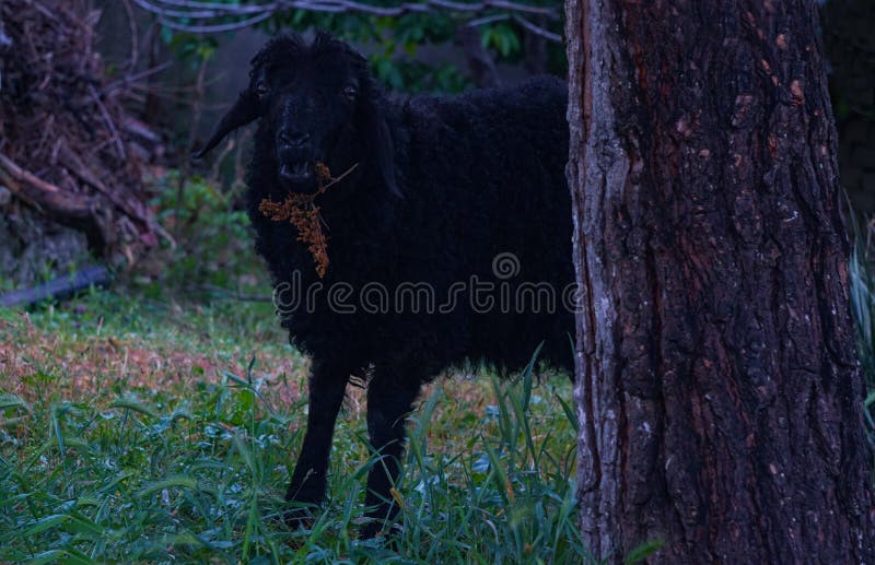 A Ram Looking Out of a Tree Stock Image - Image of curved, rounded ...