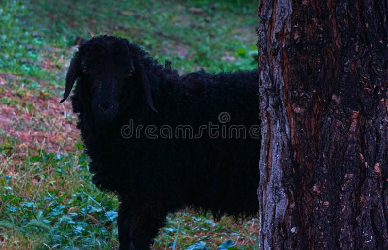 A Ram Looking Out of a Tree Stock Photo - Image of people, grass: 250739304