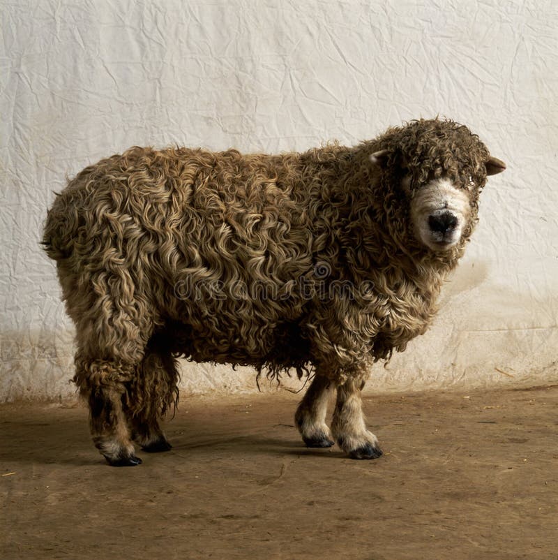Sheep without a Part of the Wool Stock Image - Image of beautiful ...