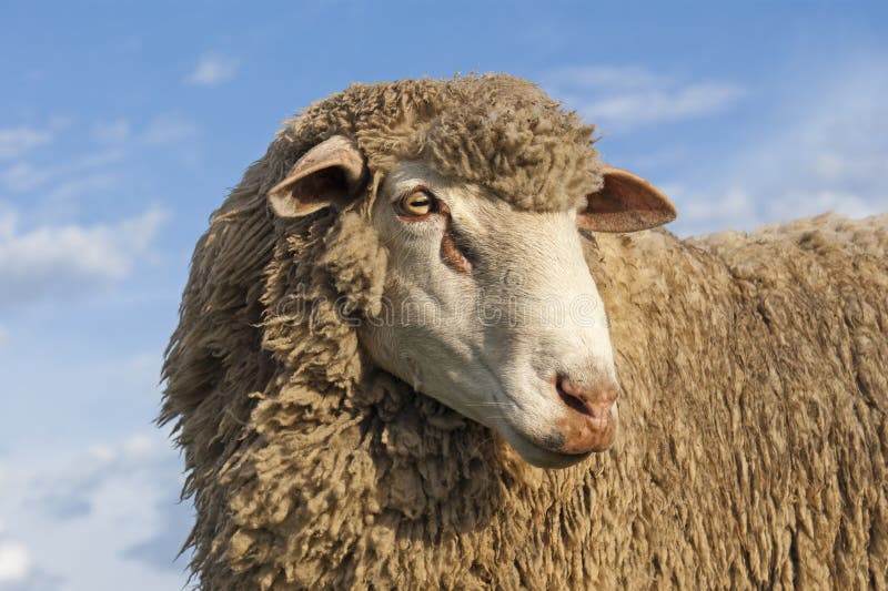 Ovejas Merino Comiendo Hojas De Pasto Ruzi En Suelo De Madera En Una ...