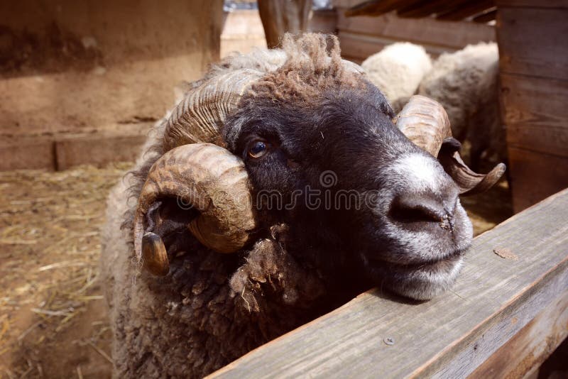 Ram on Organic Natural Farm Close Up Stock Image - Image of spiral ...