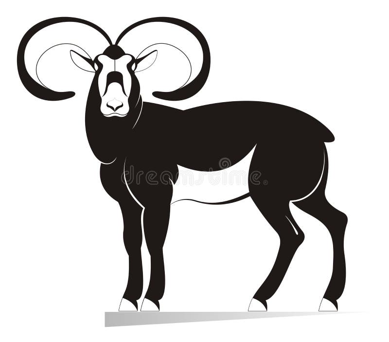 Mountain Sheep, Argali, Black and White Ink Drawing Stock Illustration ...