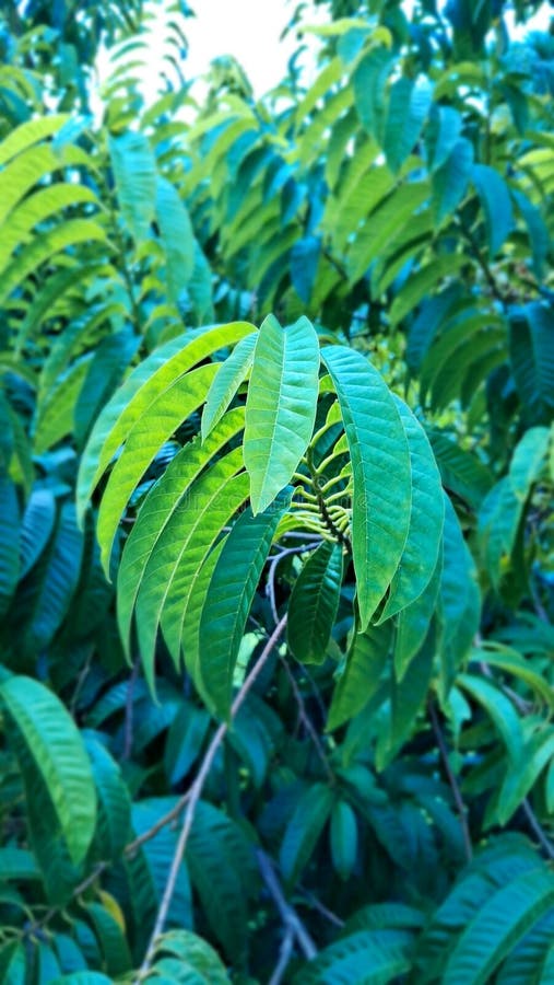 The Ram Phal plant leaves stock photo. Image of ramphal - 341842308