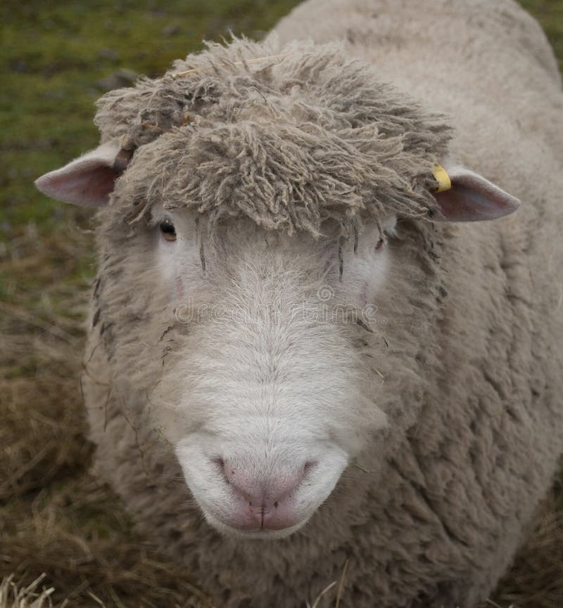 552 Rams Head Photos - Free & Royalty-Free Stock Photos from Dreamstime