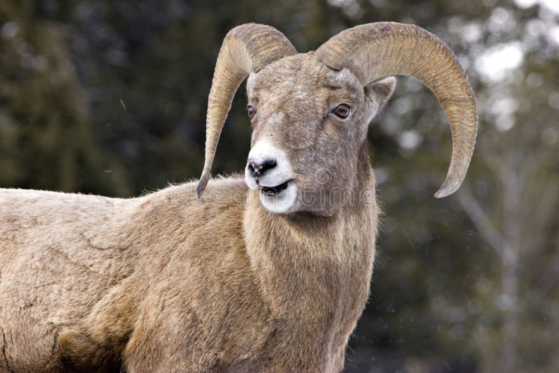 3,803 Ram Sheep Face Stock Photos - Free & Royalty-Free Stock Photos ...