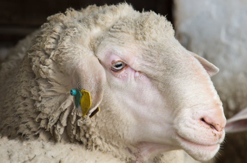 Ram portrait stock photo. Image of chew, industry, flock - 38397872