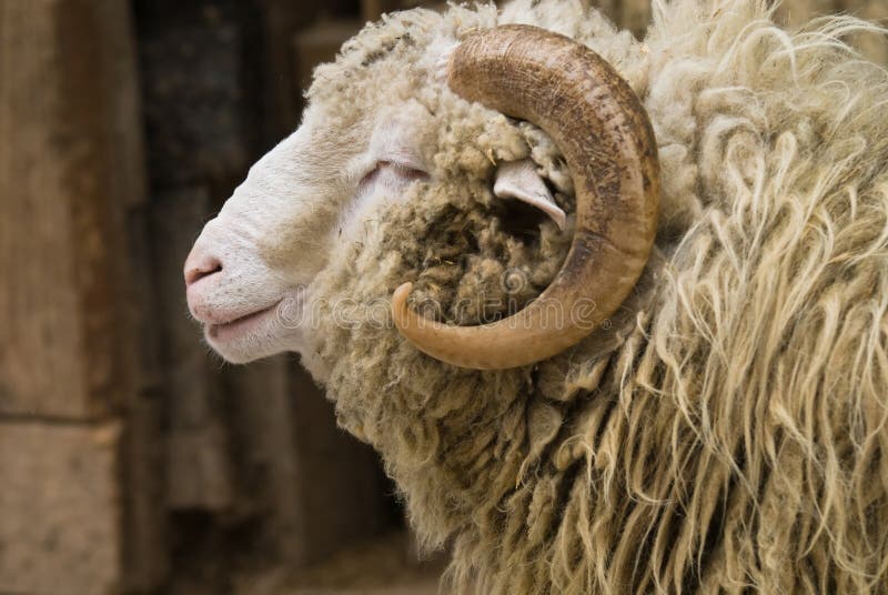Ram portrait stock image. Image of head, horned, aries - 8374689