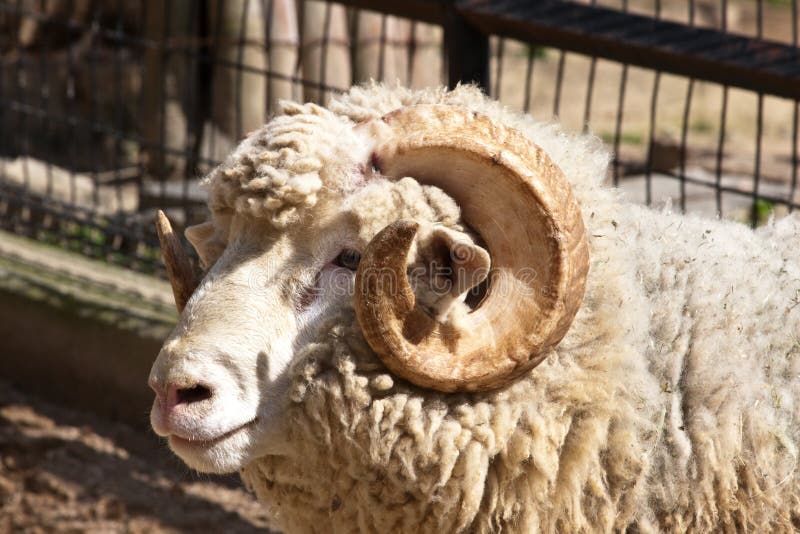 Stud Merino ram stock image. Image of horn, animals, rural - 63422893