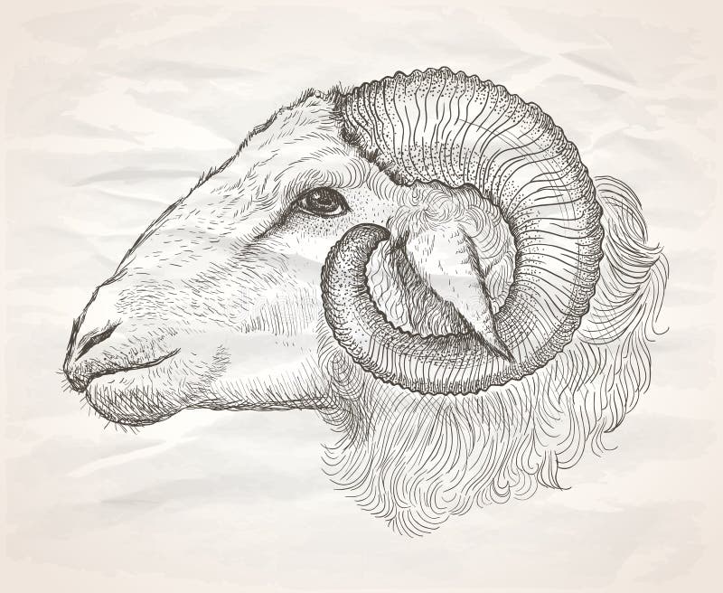 Ram Profile Stock Illustrations – 385 Ram Profile Stock Illustrations ...