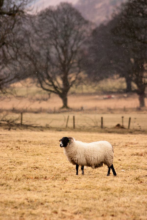 Sheep in field stock image. Image of countryside, harvest - 31276753