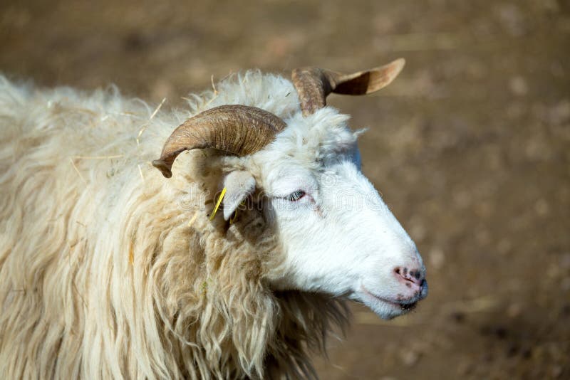 Ram or Rammer, Male of Sheep Stock Photo - Image of domestic, easter ...