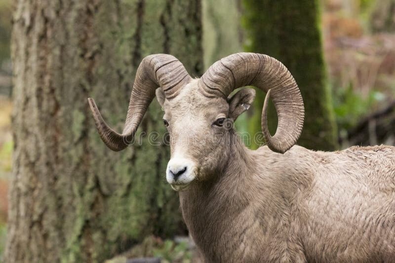 Ram stock photo. Image of rams, living, mountains, cascade - 47741832