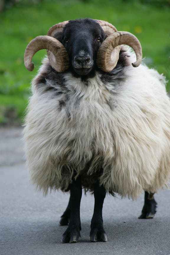 Ram refuse to move stock image. Image of mammal, stubborn - 855653