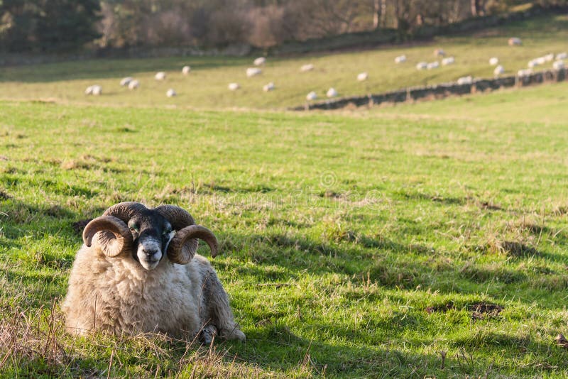 Ram Resting on Grassy Meadow Stock Image - Image of woolly, wool: 59054559
