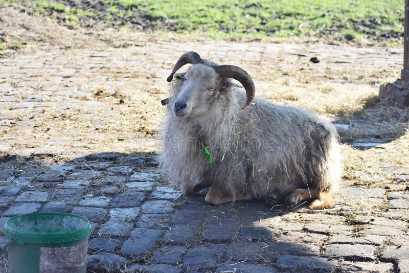 Ram lying down, on a farm. stock photo. Image of horned - 174701974