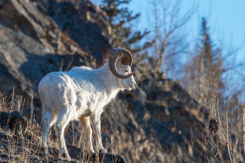 Ram on the rock stock image. Image of horn, mountain - 39958283