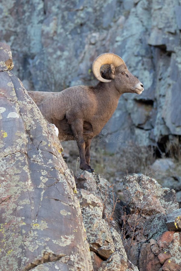A Majestic Big Horn Sheep Standing On Rocks Stock Photo - Image of ...