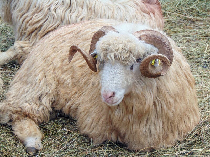 Ram in Romania. Ram Portrait Stock Photo - Image of domestic, portrait ...