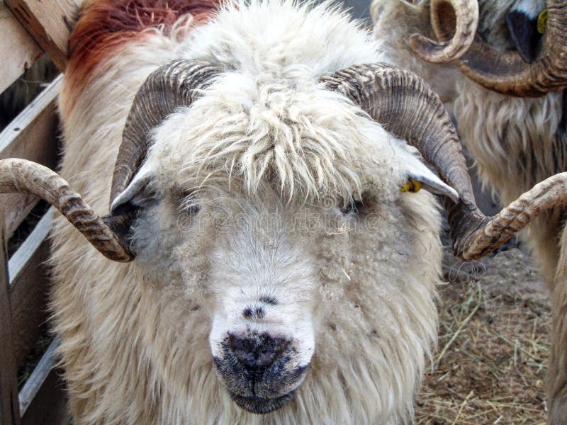Ram in Romania. Ram Portrait Stock Image - Image of animal, head: 255309651