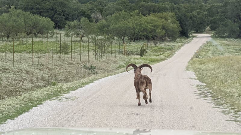Ram runningfor deer life stock image. Image of runningfor - 195970763