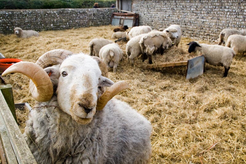 A ram and sheep stock photo. Image of feeding, springtime - 13889608