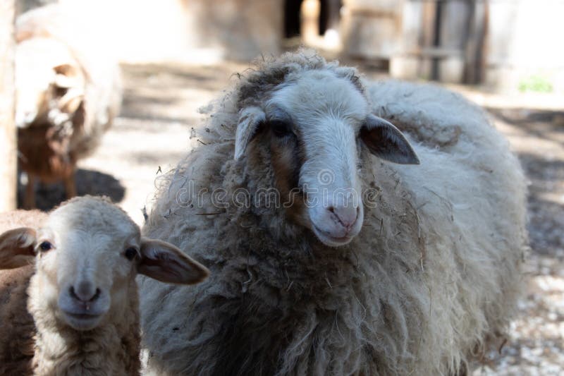 Ram and sheep on a farm stock image. Image of grazing - 347611259