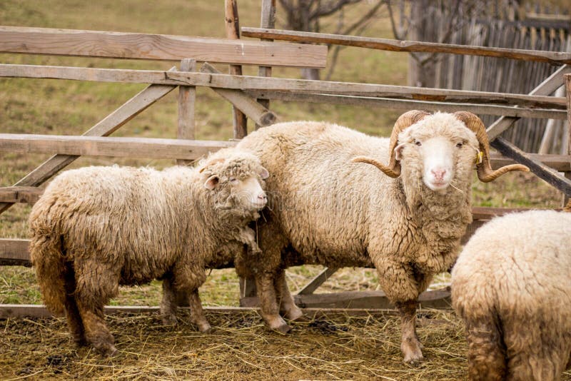 Ram and sheep on a farm stock photo. Image of agriculture - 72446518