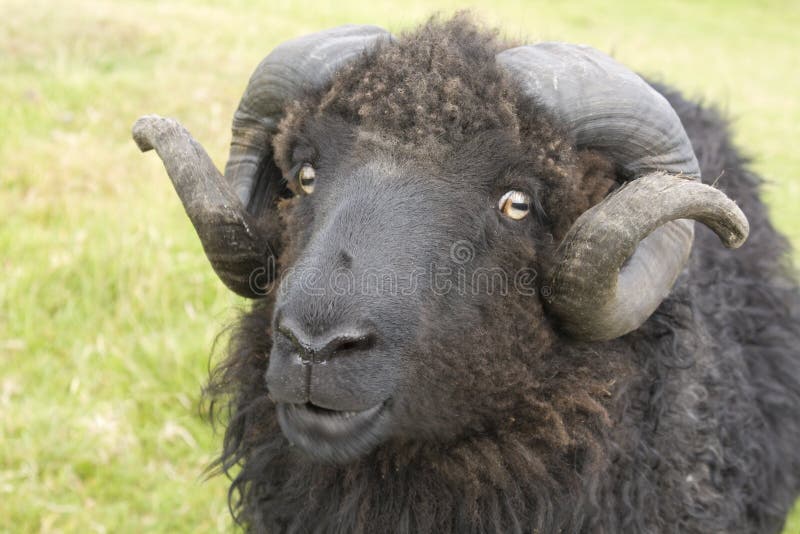 Ram sheep Head Close up stock photo. Image of lamb, face - 10434004