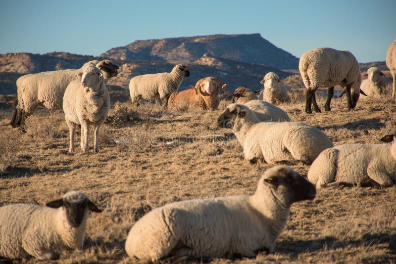 Ram with Sheep Herd in Mountains Stock Photo - Image of sheep ...