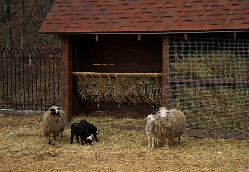 Ram, Sheep and Lambs Near Manger at the Farm Stock Photo - Image of ...
