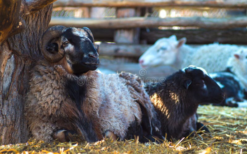 The Ram and Sheep. Nice Ram Sheep Portrait Stock Photo - Image of ...