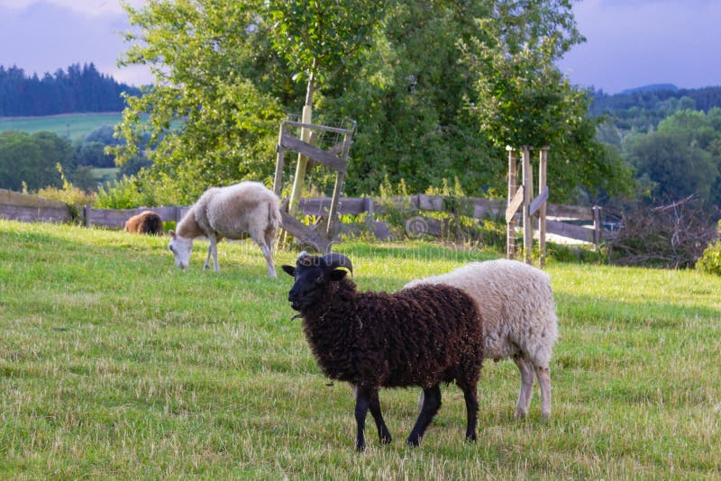 Sheep in paddock. stock photo. Image of farming, animals - 3856464